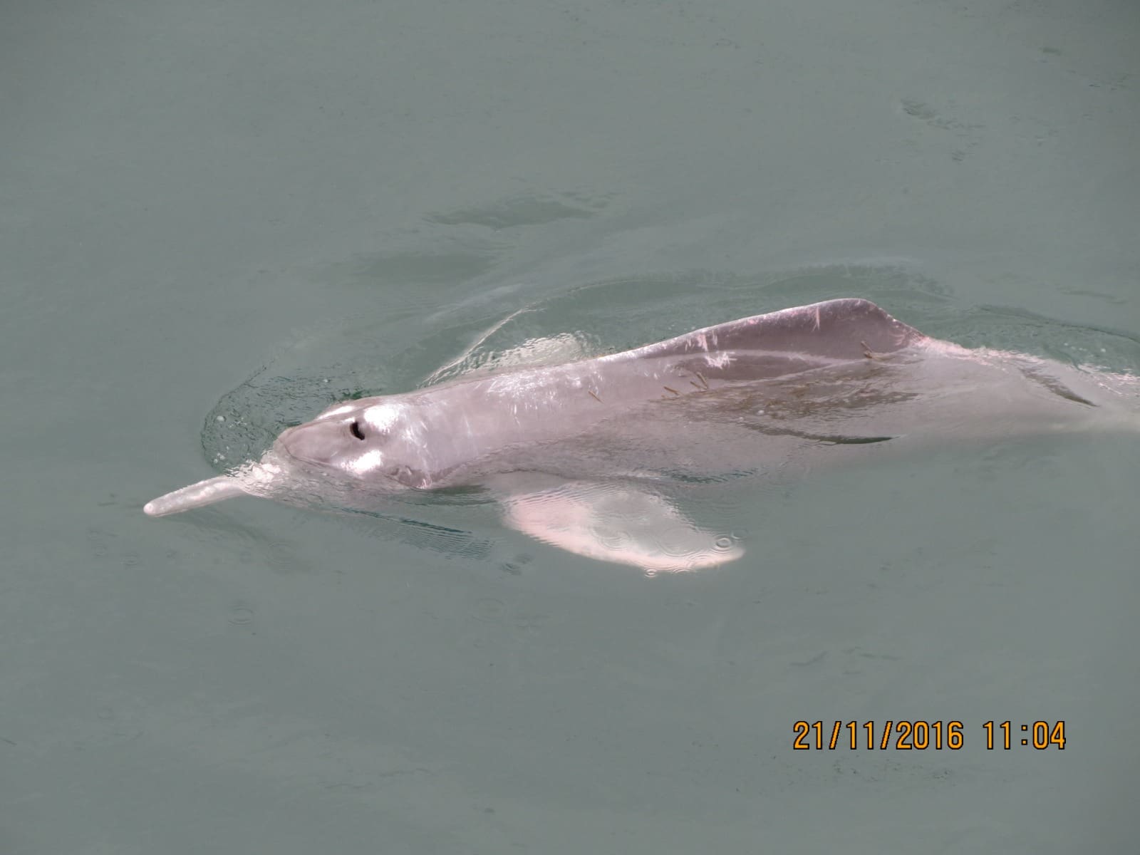 Meio Ambiente lança cartilha sobre o boto-do-Araguaia - Agência Cora ...